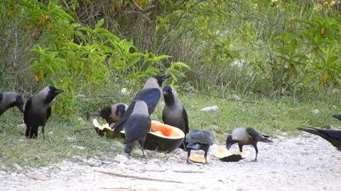 Flock Of House Crow Eating Watermelon In... | Stock Video | Pond5