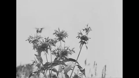 Flock of hummingbirds in flight and map ... | Stock Video | Pond5