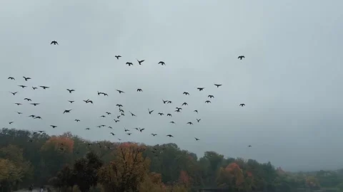 Birds Flying Stock Videos – Royalty-Free HD & 4K Videos | Pond5