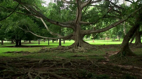 A flock of monkeys on Giant old Fig Tree... | Stock Video | Pond5