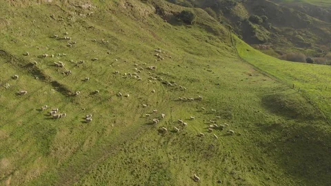 Flock of New Zealand sheep on the side o... | Stock Video | Pond5