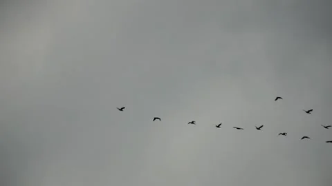 School Whings Stock Videos – Royalty-Free HD & 4K Videos