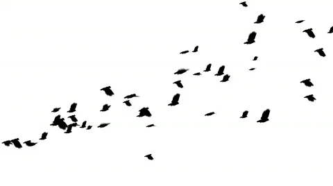 flock of pigeons loop | Stock Video | Pond5