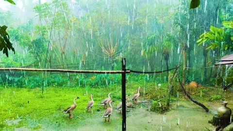 A Flock Of Raj Hash Ducks On A Rural Yar... | Stock Video | Pond5