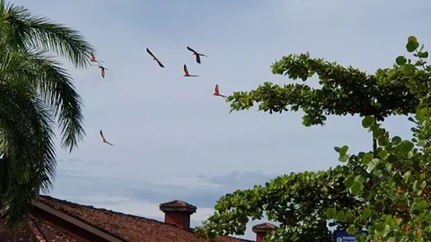 Macaw Flying Stock Video Footage | Royalty Free Macaw Flying Videos | Pond5