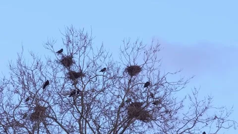 flock of rooks, crows building nests on ... | Stock Video | Pond5