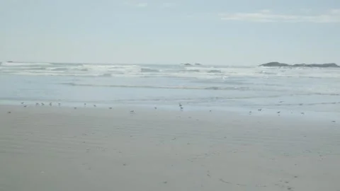 Flock of Semipalmated plover flying over... | Stock Video | Pond5