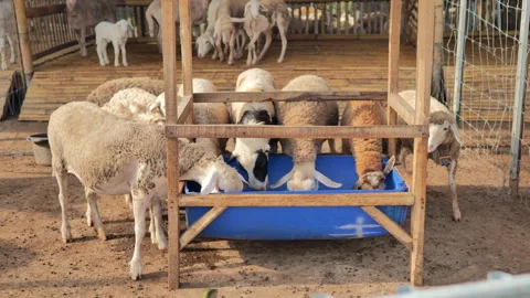 A flock of sheep feeding on a food conta... | Stock Video | Pond5