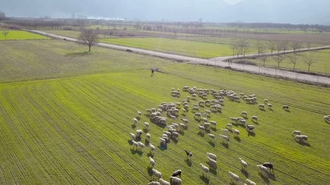 A flock of sheep grazing on farmland in ... | Stock Video | Pond5