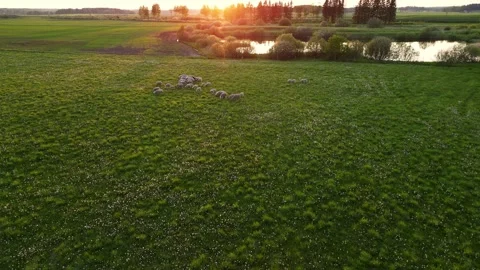 Flock of sheep moving forward on the gra... | Stock Video | Pond5
