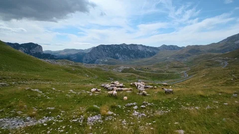 Flock of sheep on plateau pasture in mou... | Stock Video | Pond5