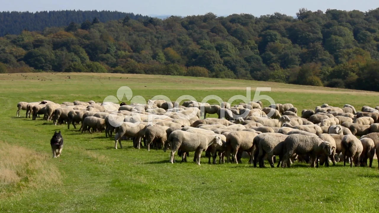Are German Shepherds Good With Sheep
