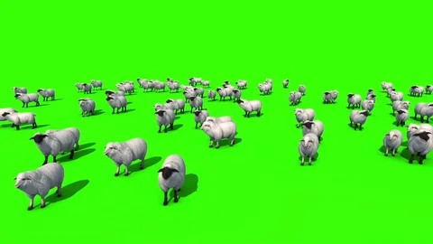 Sheep Green Screen Stock Video Footage | Royalty Free Sheep Green ...