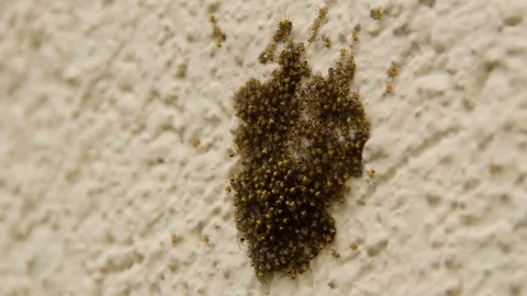 flock of small yellow spiders in a heart... | Stock Video | Pond5