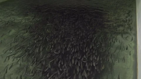 A flock of snakehead murrel fish swims i... | Stock Video | Pond5