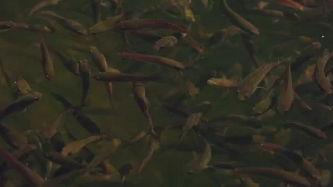 A flock of snakehead murrel fish swims i... | Stock Video | Pond5