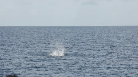 Dolphins Fast Stock Videos – Royalty-Free HD & 4K Videos