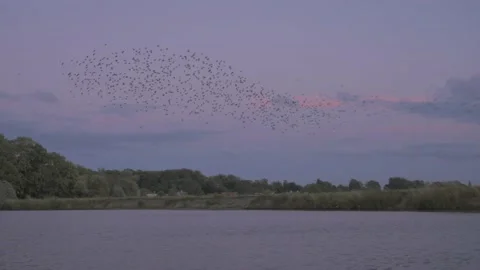 Flock of starling bird, murmuration | Stock Video | Pond5