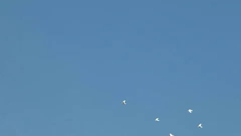 White Pigeon Flying Stock Videos – Royalty-Free HD & 4K Videos | Page 5