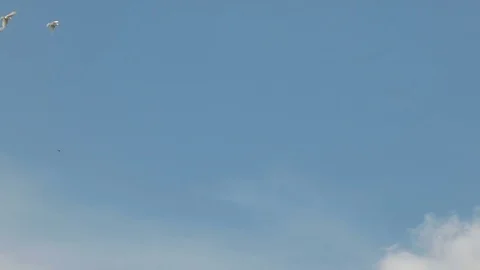 White Pigeon Flying Stock Videos – Royalty-Free HD & 4K Videos | Page 5