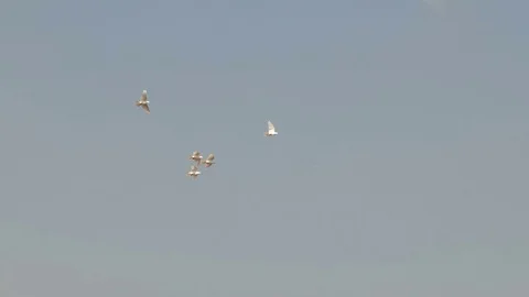 White Pigeon Flying Stock Videos – Royalty-Free HD & 4K Videos | Page 5