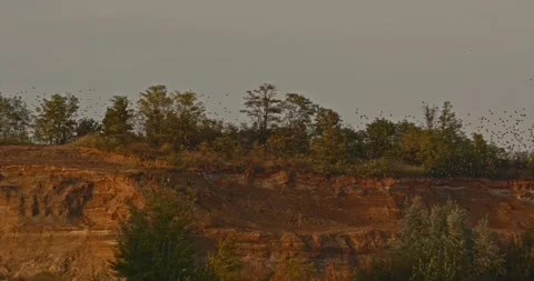 Flocks of Birds Reed Warblers Reed Thrus... | Stock Video | Pond5
