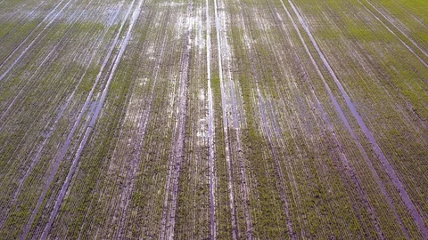 Flooded agriculture field with Sparkling... | Stock Video | Pond5