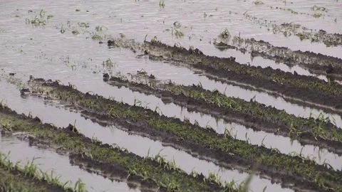 Flooded farm fields and crops damaged af... | Stock Video | Pond5