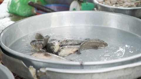 Fish Flop Stock Footage ~ Royalty Free Stock Videos | Pond5