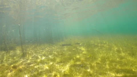 Underwater Lake Bottom Stock Video Footage | Royalty Free Underwater ...