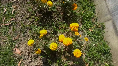 Flora and fauna on phumdi (floating plan... | Stock Video | Pond5