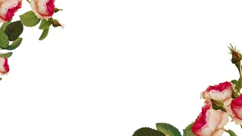 Floral Animation Frame with Hand-Drawn ... | Stock Video | Pond5