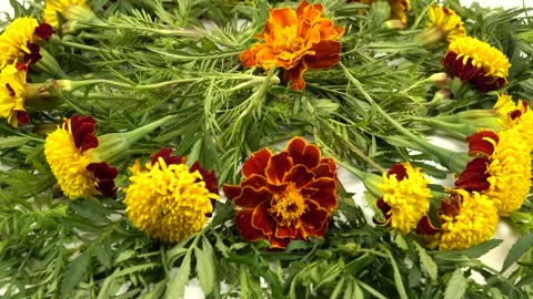 Tiger Kind Stock Videos – Royalty-Free HD & 4K Videos | Pond5