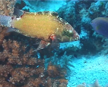 Floral wrasse swimming, Cheilinus chloro... | Stock Video | Pond5