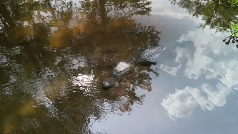 My Wife Videis Stock Videos – Royalty-Free HD & 4K Videos