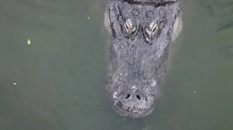 Florida Alligator eyes blinking | Stock Video | Pond5