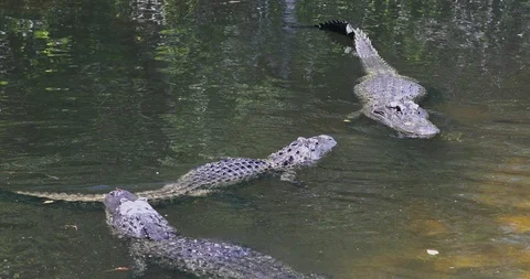 Florida Everglades Alligators swim in sw... | Stock Video | Pond5