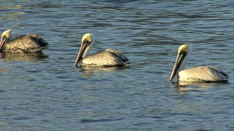 Fl Swimming Stock Videos – Royalty-Free HD & 4K Videos | Pond5