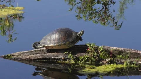 Florida Turtle basking on a log in Flor... | Stock Video | Pond5