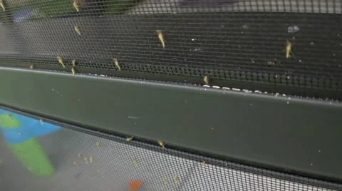 Florida Insects Stock Footage ~ Royalty Free Stock Videos | Pond5