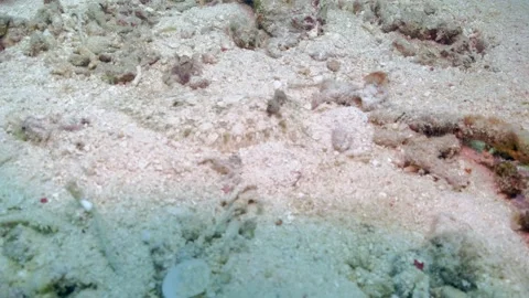 Flounder Fish Hiding In The Sand Under T... | Stock Video | Pond5