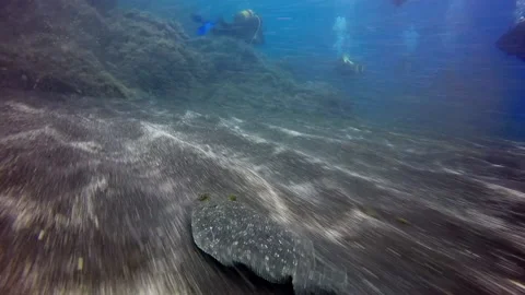 Flounder Stock Video Footage | Royalty Free Flounder Videos | Pond5