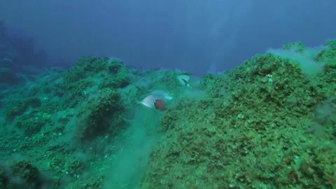 Flounder Underwater Stock Videos – Royalty-Free HD & 4K Videos