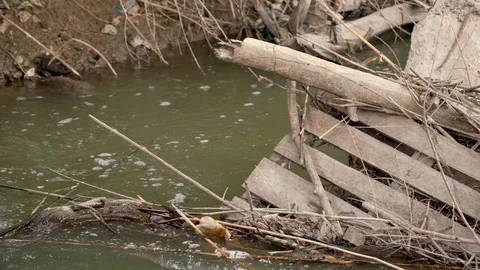 Flow of the river with garbage. Water po... | Stock Video | Pond5