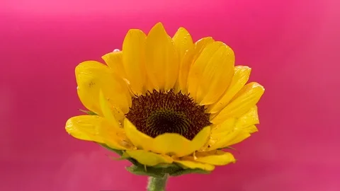 Flower and flow of white ink cloud in wa... | Stock Video | Pond5