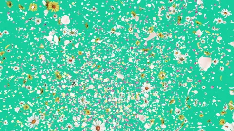 Flower Explosion Stock Footage ~ Royalty Free Stock Videos | Pond5