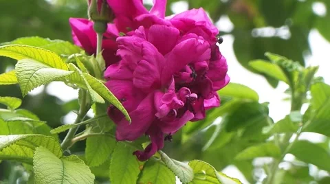 Buttercup Garden Stock Videos – Royalty-Free HD & 4K Videos