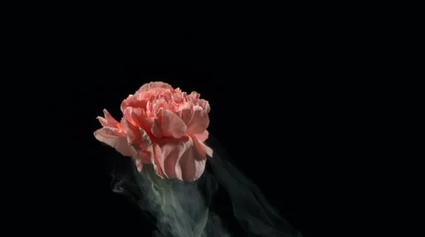 Liquid Nitrogen Flower Stock Videos – Royalty-Free HD & 4K Videos