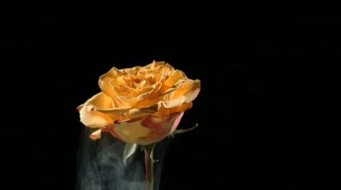 Liquid Nitrogen Flower Stock Videos – Royalty-Free HD & 4K Videos