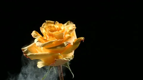 Liquid Nitrogen Flower Stock Videos – Royalty-Free HD & 4K Videos